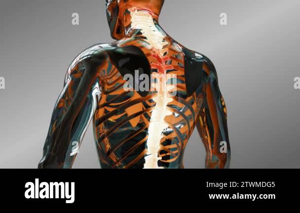 Human Anatomy animation showing the male spinal discs. Skeletal system ...
