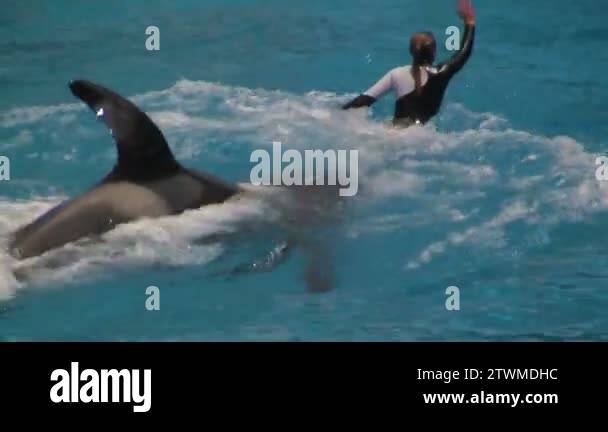 Two Killer Whales Push their Trainers Through the Water Performing ...