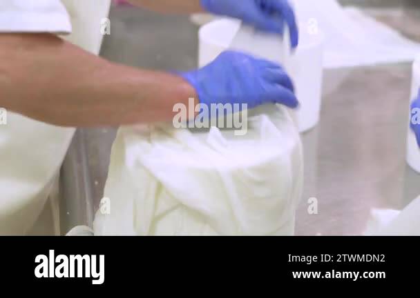 Dairy factory worker, cheese making process, putting cheese curd into ...