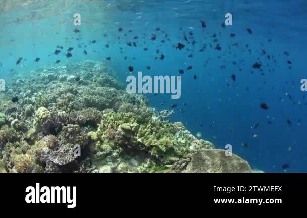 Schooling Redtooth triggerfish and other species swim along the edge of ...