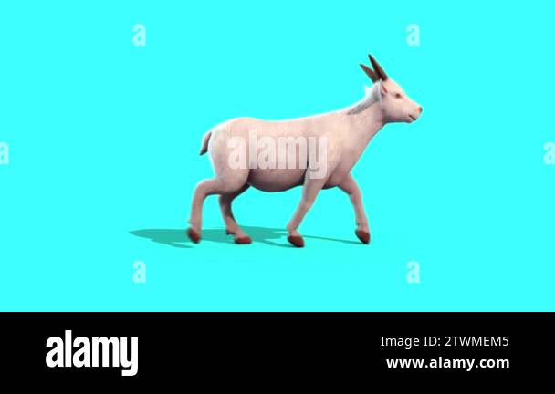 Animal side Stock Videos & Footage - HD and 4K Video Clips - Alamy