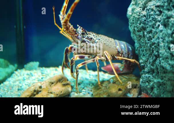 Blue tailed shrimp Stock Videos & Footage - HD and 4K Video Clips - Alamy
