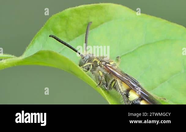 Bee pose Stock Videos & Footage - HD and 4K Video Clips - Alamy