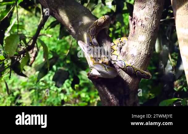 Hand holding snake Stock Videos & Footage - HD and 4K Video Clips - Alamy