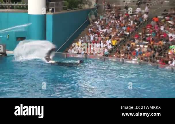 A Big Crowd Gets Water Splashed by Shamu, the Orca / Killer Whale ...