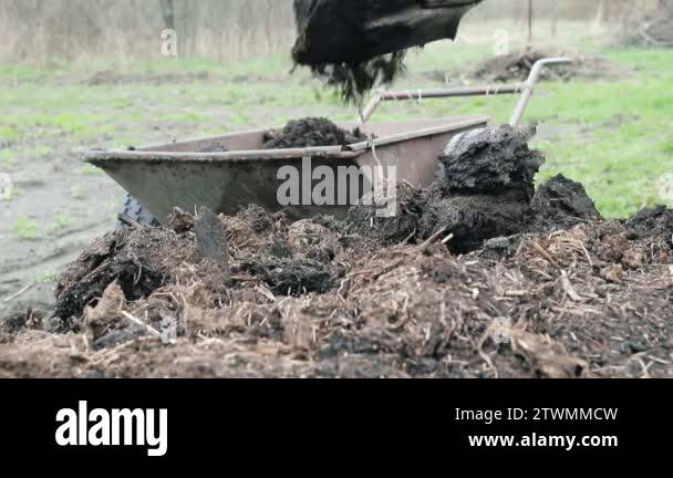 Man loads organic fertilizer in a wheelbarrow on his own farm. Manual ...