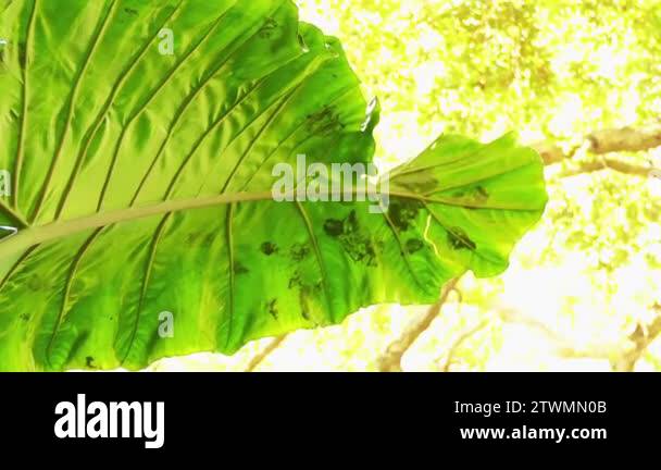 Alocasia macrorrhizos is species of flowering plant in arum family ...