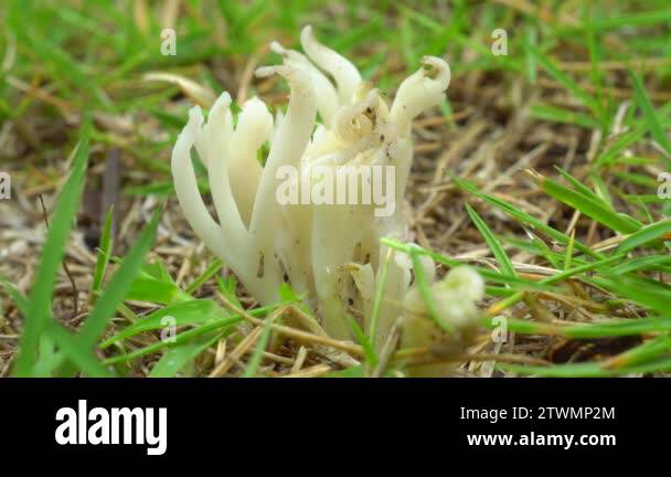 Spindle fungi Stock Videos & Footage - HD and 4K Video Clips - Alamy