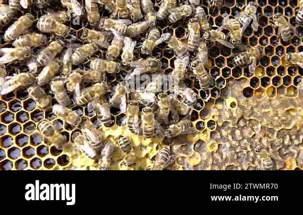 Uterus of bee Stock Videos & Footage - HD and 4K Video Clips - Alamy