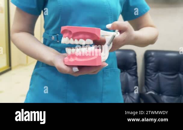 The dentist shows the structure of the mouth with the help of a model of the human jaw. 4k, slow ...