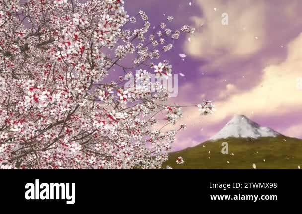 Close-up of sakura cherry tree in full blossom and flower petals ...