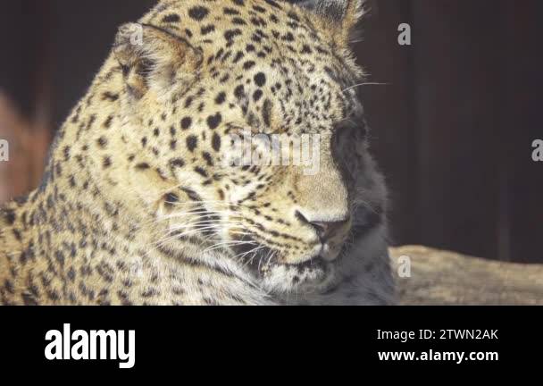Felidae species Stock Videos & Footage - HD and 4K Video Clips - Alamy