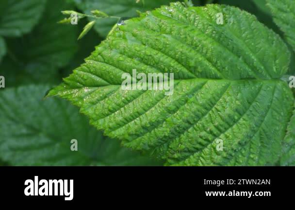 Dew drops on morning leaves. Pure dew, clean morning, clean air, all in ...