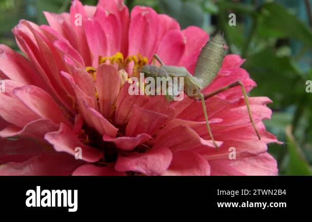 Flower mantises Stock Videos & Footage - HD and 4K Video Clips - Alamy