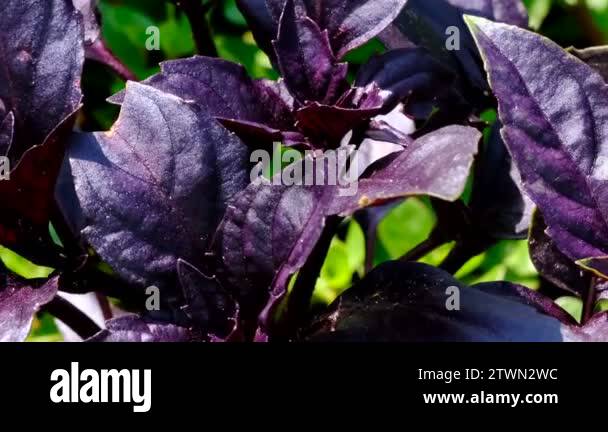 Red basil fragrant aromatic herb grows in the garden close-up shot on a ...