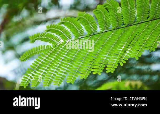 Leafs of Delonix regia, flame tree (royal poinciana, flamboyant), is ...