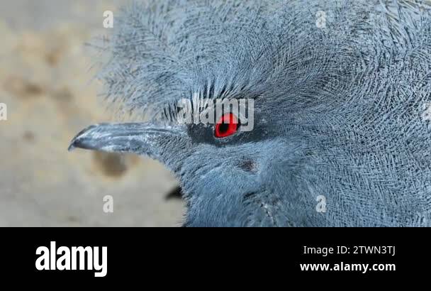 Southern Crowned Pigeon Close Up Head Portrait, Red Eye. Also Known As ...