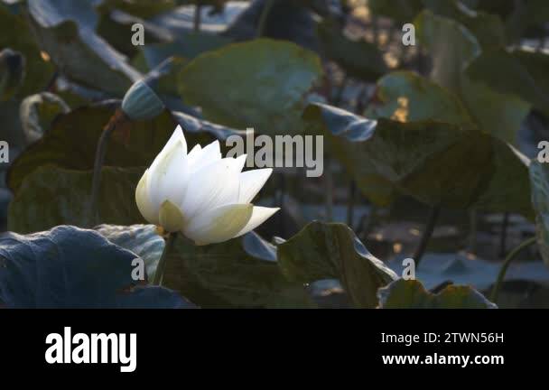 White lotus flower. Royalty high quality free stock footage of a white ...