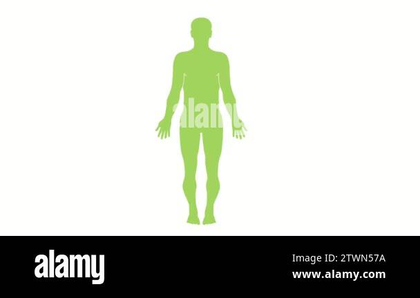 2d Animation motion graphics showing an anatomy of the human body ...
