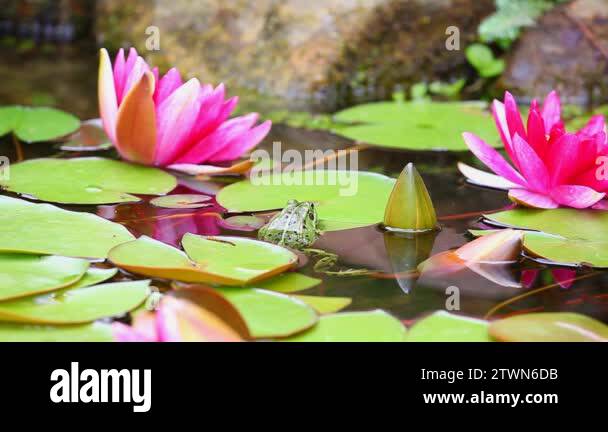 Lily frog Stock Videos & Footage - HD and 4K Video Clips - Alamy