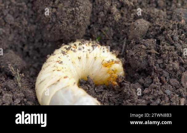 Soil zoology Stock Videos & Footage - HD and 4K Video Clips - Alamy