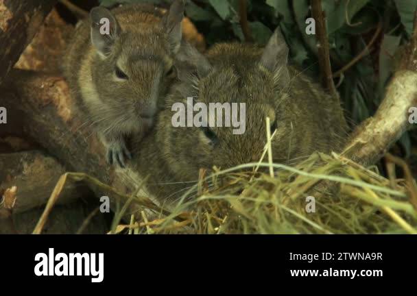Field mice Stock Videos & Footage - HD and 4K Video Clips - Alamy