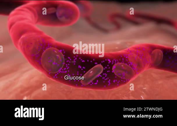 Blood and glucose in Blood Vessels. 3D Medical Animation Stock Video ...