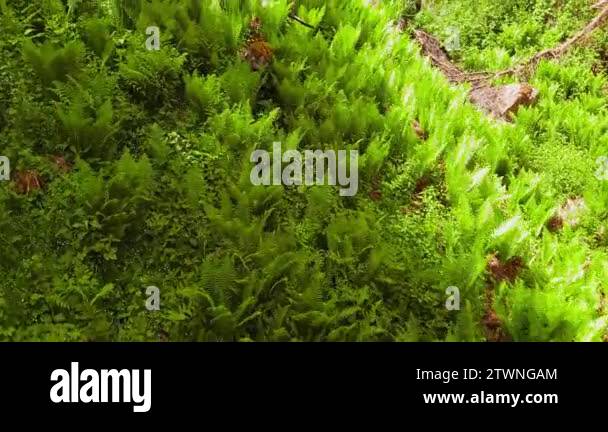 Panorama forest from the air. Flying on drone through forest among ...