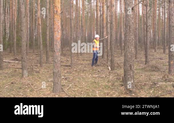 Forestry commission tree felling Stock Videos & Footage - HD and 4K ...
