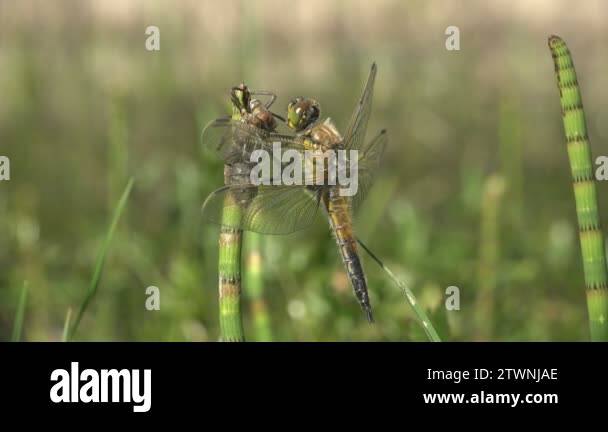 Birth insect dragonfly. An adult dragonfly has just emerged from its ...