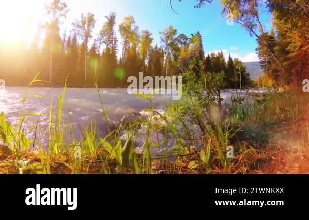 Meadow at mountain river bank. Landscape with green grass, pine trees ...