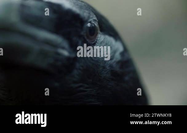 Straight beak Stock Videos & Footage - HD and 4K Video Clips - Alamy