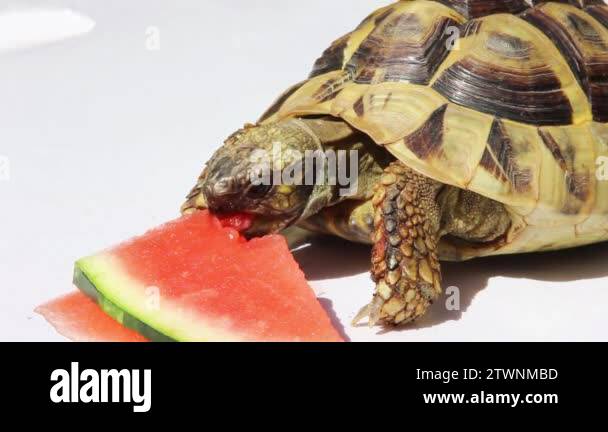 A hungry turtle Stock Videos & Footage - HD and 4K Video Clips - Alamy