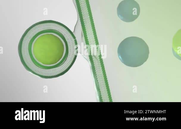 the cell is divided into four concept of mutation and evolution ...