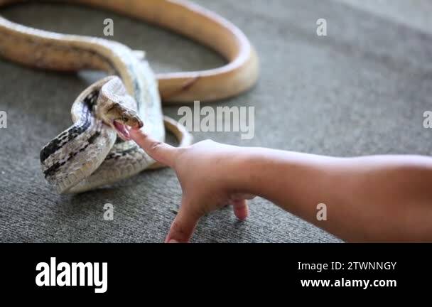 Snake catcher Stock Videos & Footage - HD and 4K Video Clips - Alamy