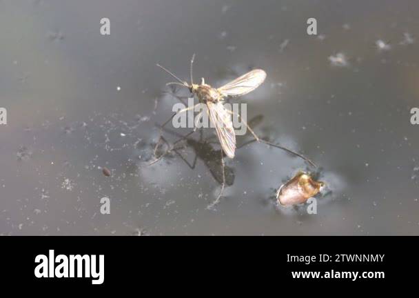 Bug lake trail Stock Videos & Footage - HD and 4K Video Clips - Alamy