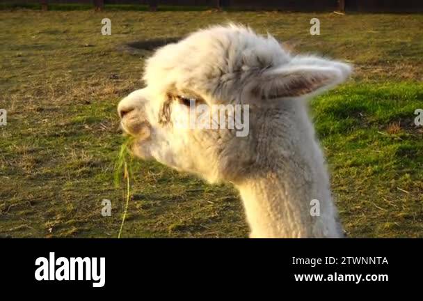 White suri alpaca face Stock Videos & Footage - HD and 4K Video Clips ...