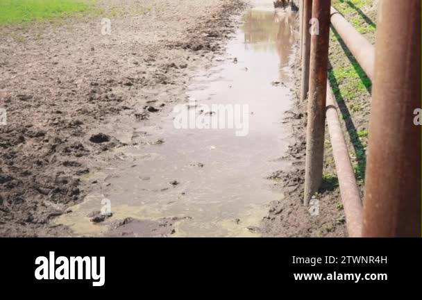 Young brown horse running down the long puddle in the paddock Stock ...
