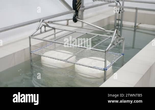 Cooling cheese wheels before drying. Cheese making process. Production ...