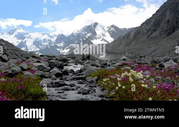 The Akkem River flows from the glacier at the foot of Belukha Mountain ...
