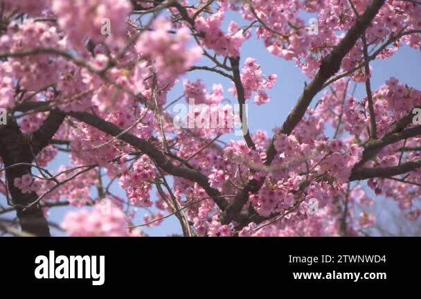 Sakura landscape Stock Videos & Footage - HD and 4K Video Clips - Alamy