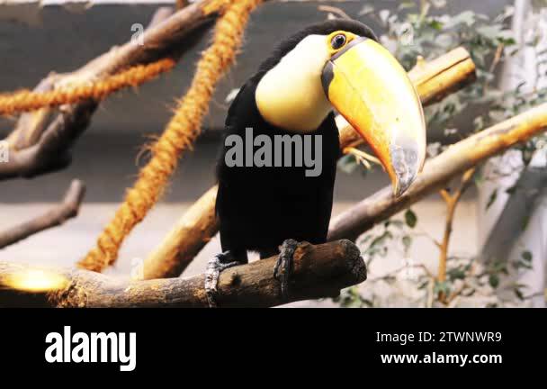 Toco toucan ramphastos head Stock Videos & Footage - HD and 4K Video ...