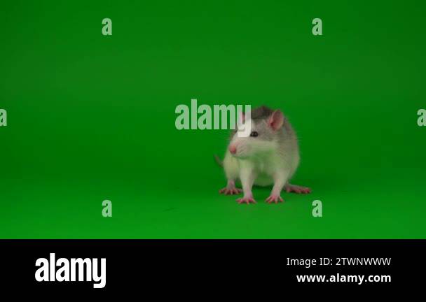 Rat rodent on green screen background Stock Video Footage - Alamy