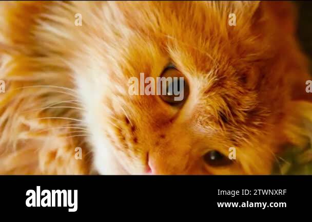 Angry red persian cat Stock Videos & Footage - HD and 4K Video Clips ...