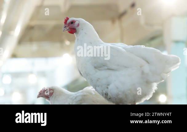 Wooden hen house farm Stock Videos & Footage - HD and 4K Video Clips ...