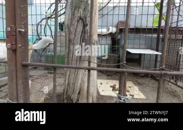 Cirque horn Stock Videos & Footage - HD and 4K Video Clips - Alamy