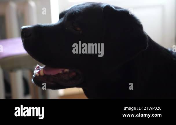 Labrador retriever head shot Stock Videos & Footage - HD and 4K Video ...