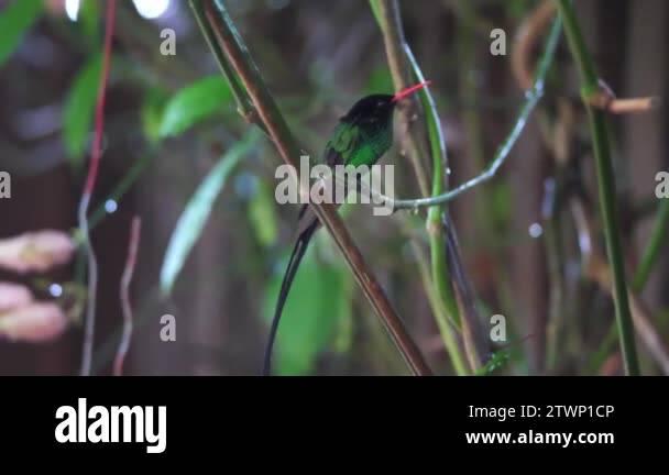 A close up of a red-billed streamertail hummingbird or doctor bird ...