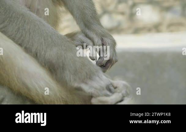 Monkey hands Stock Videos & Footage - HD and 4K Video Clips - Alamy