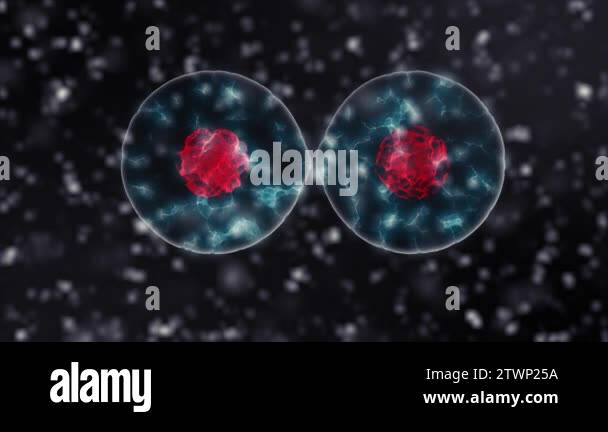 Cell division in animal cells Stock Videos & Footage - HD and 4K Video ...